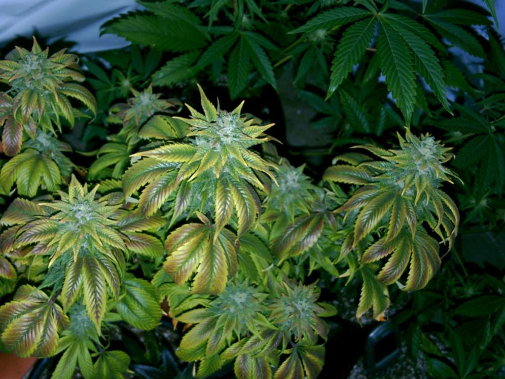 The Legalization of Marijuana and Decriminalization of its use ...